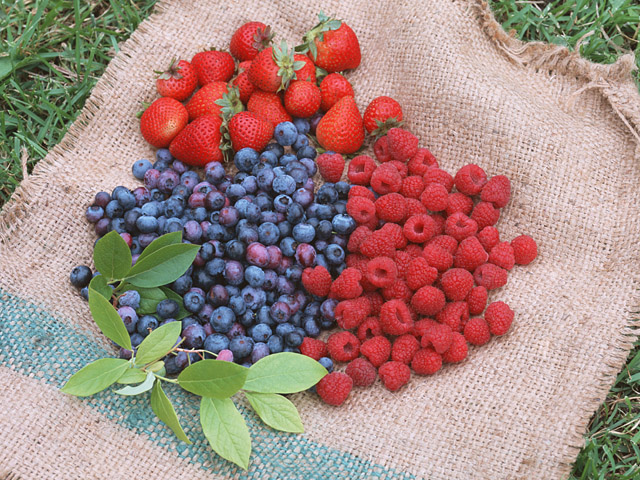 Os benefícios das Frutas Vermelhas para nossa saúde