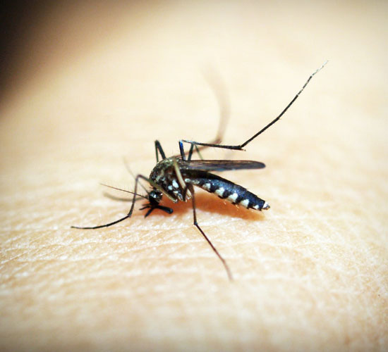 Dengue: sintomas, tratamentos e prevenção - Blog da Farmácia Eficácia